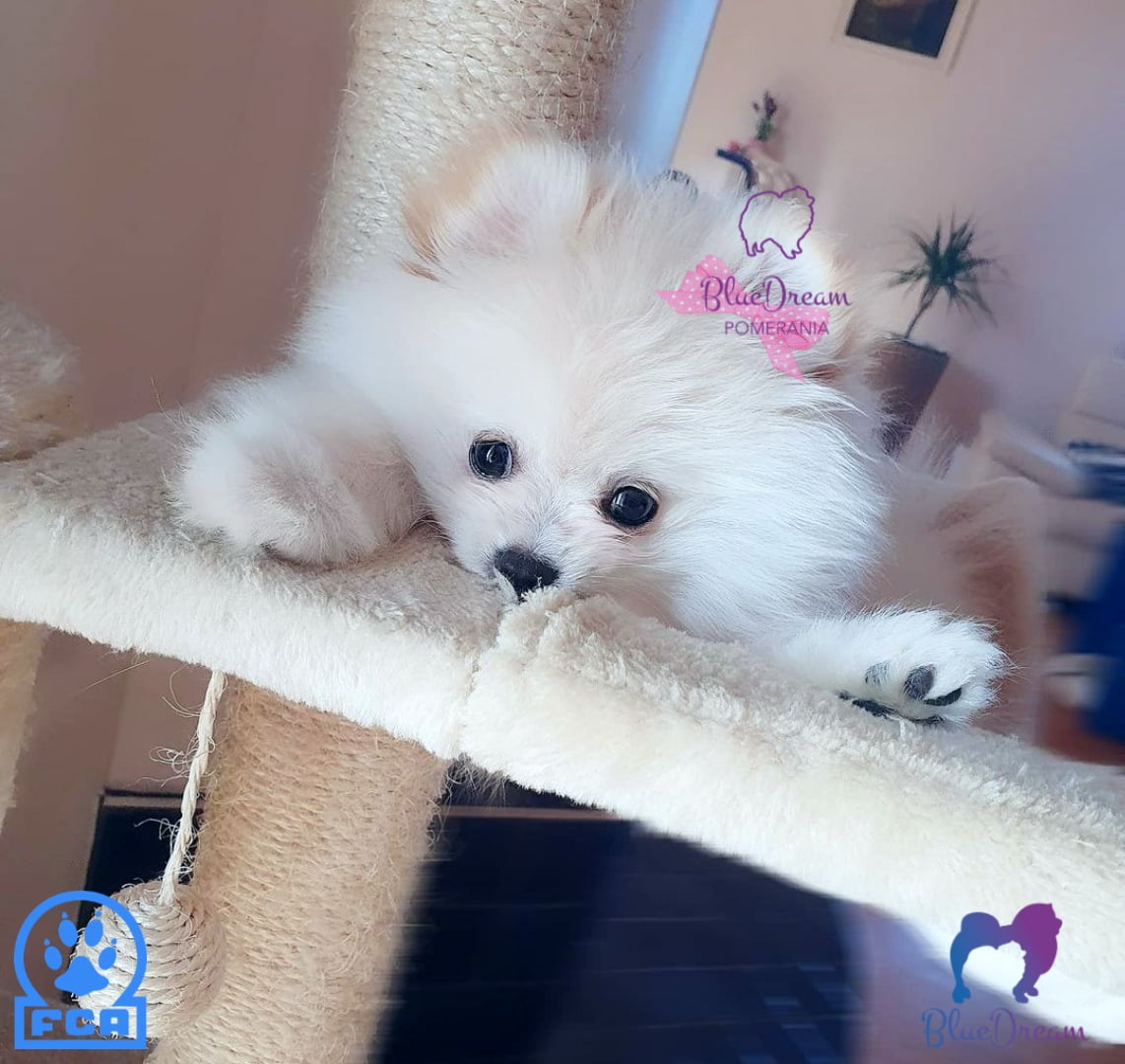 BlueDream - Criadero de Chow Chow y Pomerania - BlueDream